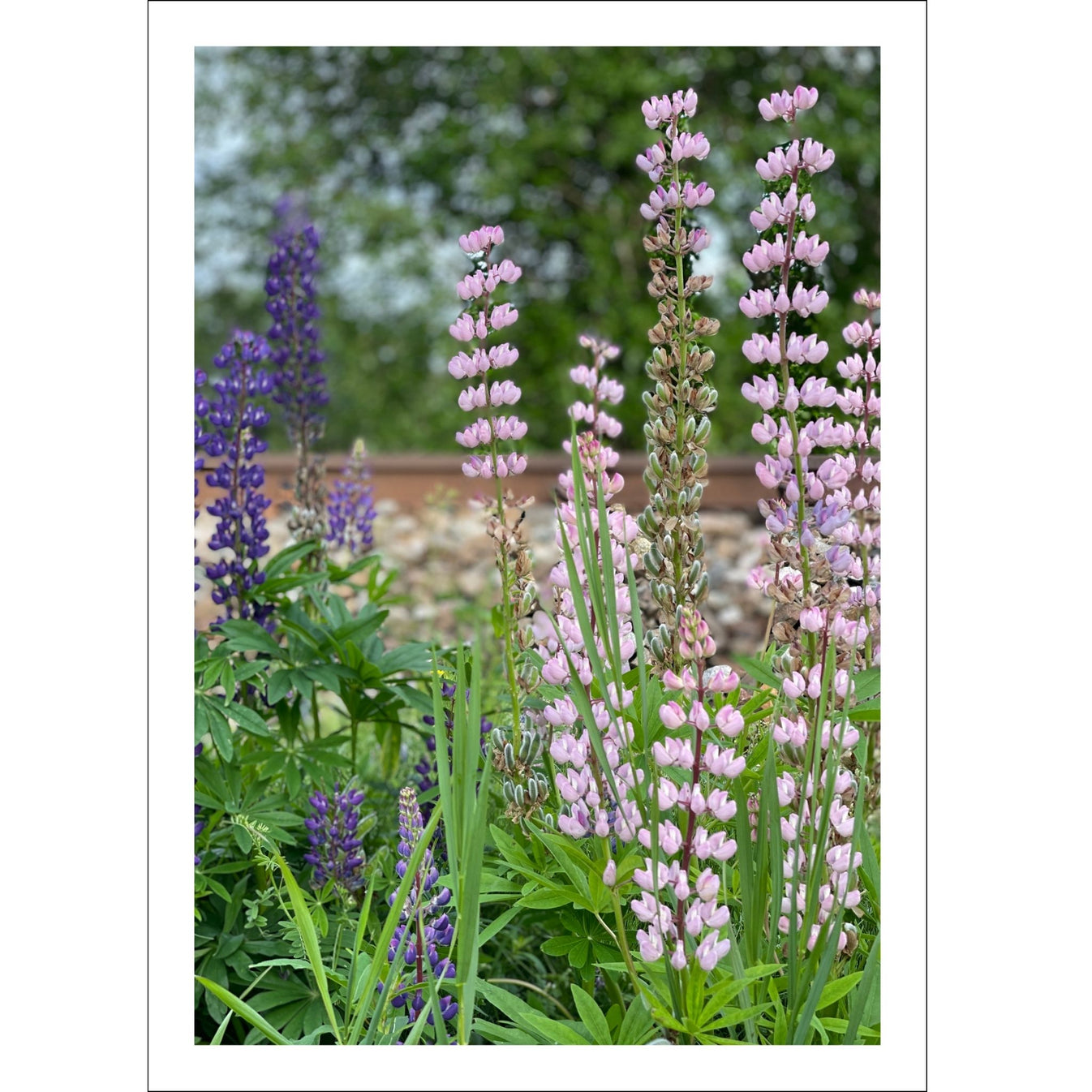Lupiner - plakat og lerret | postergalleriet.no – POSTERGALLERIET